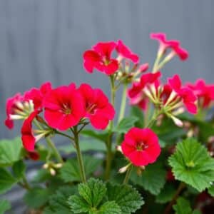 Are Geraniums Perennials? Discover the Truth About Geranium Lifespan ...