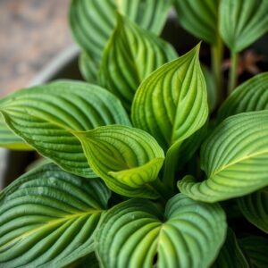 Are Hosta Leaves Poisonous to Touch? Discover the Truth About Hosta Plants