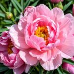 When to Divide Peonies? A Complete Guide for Gardeners